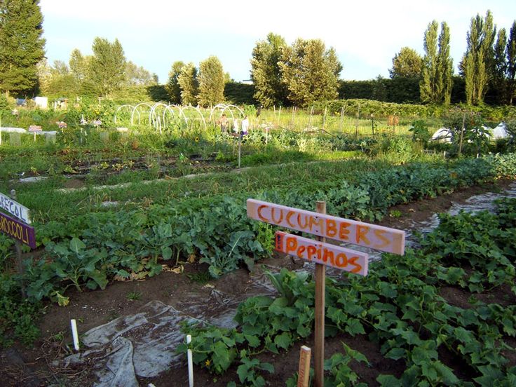 Volunteer at Marra Farm | United Way of King County